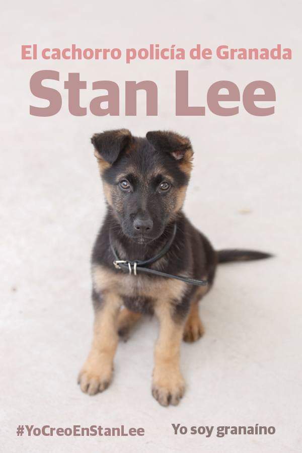 Stan Lee, el cachorro policía de Granada - WeLoverSize.com